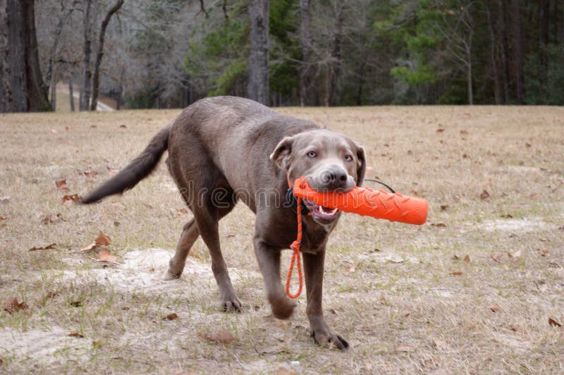 Boya Del Labrador Retriever Y De La Naranja Imagen de archivo - Imagen ...