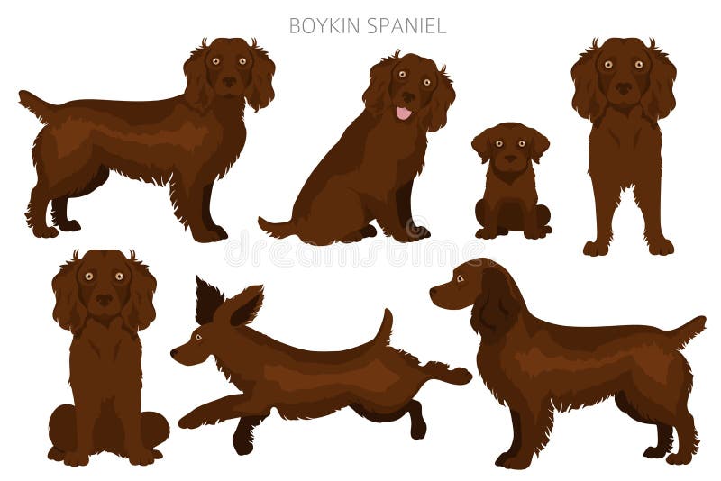 Boykin Spaniel Dog Breed Cartoon Retro Drawing Stock Illustration ...
