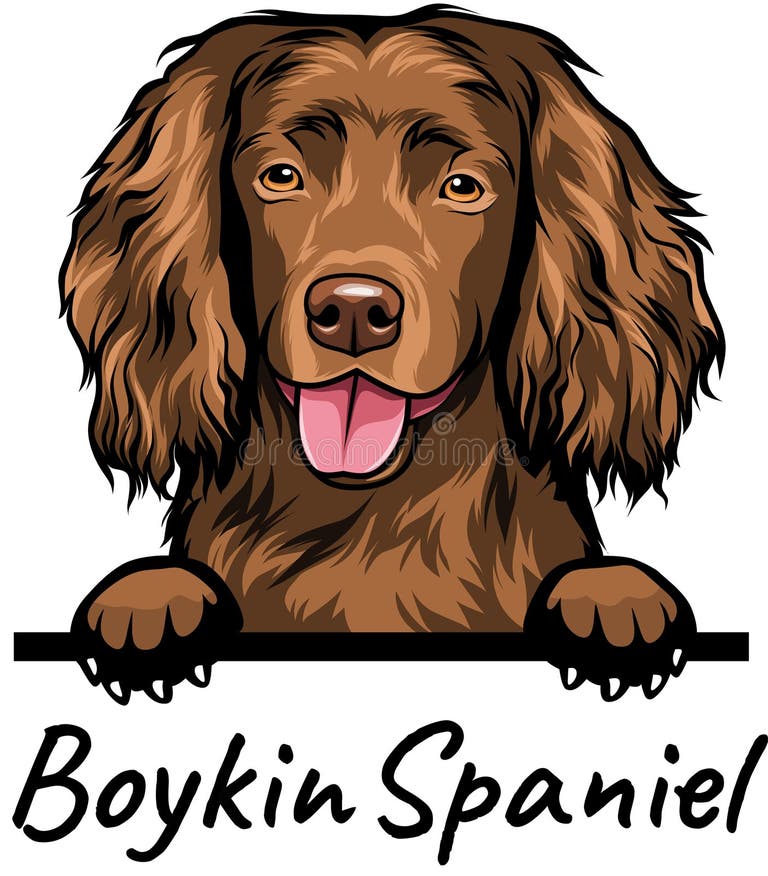 Boykin Spaniel Stock Illustrations – 271 Boykin Spaniel Stock ...