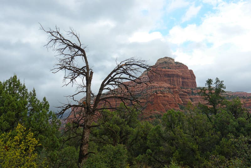Boynton Canyon Star Trials Night Sedona Arizona Stock Photo - Image of ...