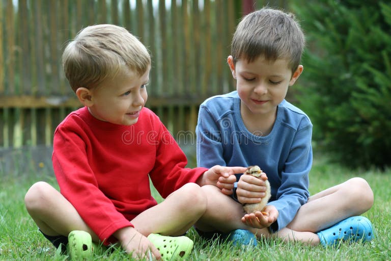 Boys and chicken stock photo. Image of friendship, newborn - 5769646