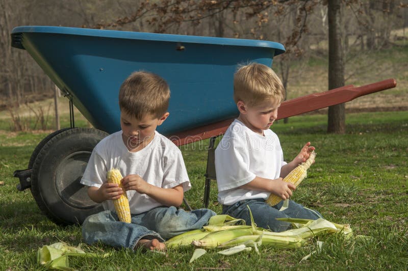 Boys cleaning corn stock image. Image of helping, cleaning - 39744099