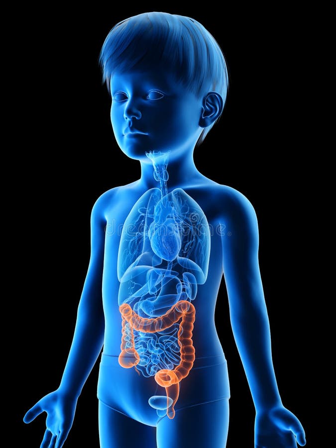 A boys colon stock illustration. Illustration of large - 148232191