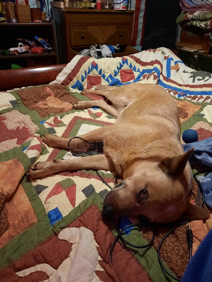 A boys dog stock image. Image of good, mansbestfriend - 222762383