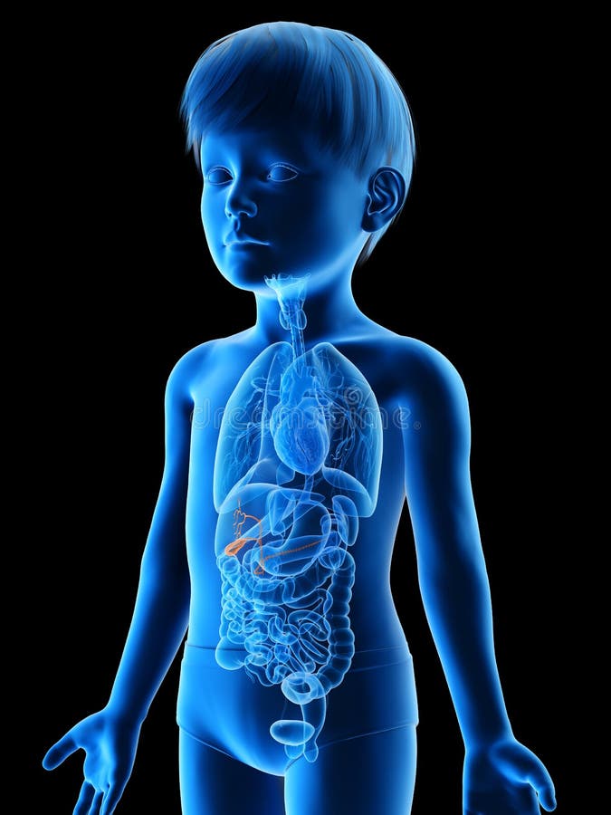 A boys gallbladder stock illustration. Illustration of pediatric ...