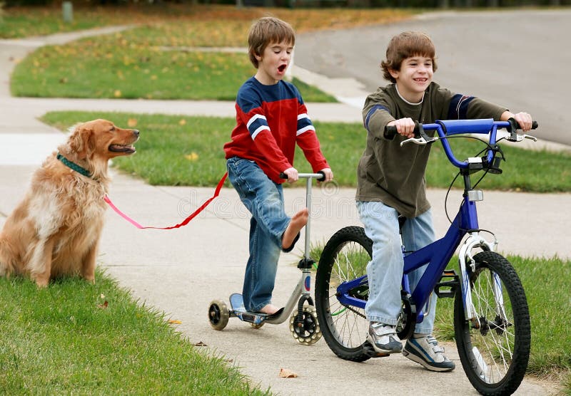 Golden Retriever Scooter Stock Photos - Free & Royalty-Free Stock ...