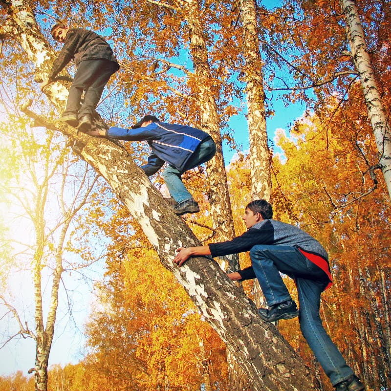 Boys on the Tree stock image. Image of climb, lift, cheerful - 44840249