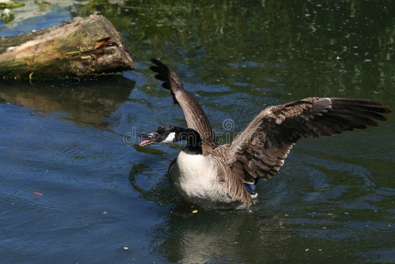 Boze gans stock afbeelding. Afbeelding bestaande uit nave - 10639867