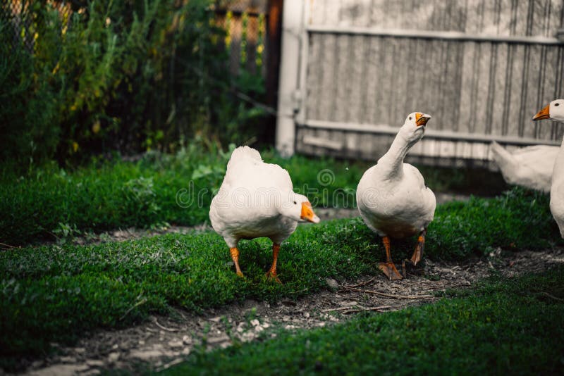 Boze Gans Die in Het Dorp Op Het Gazon Lopen Stock Foto - Image of gras ...