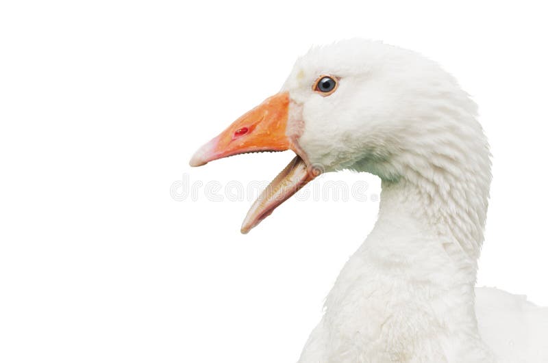 Boze geïsoleerde gans stock afbeelding. Image of grappig - 115350777