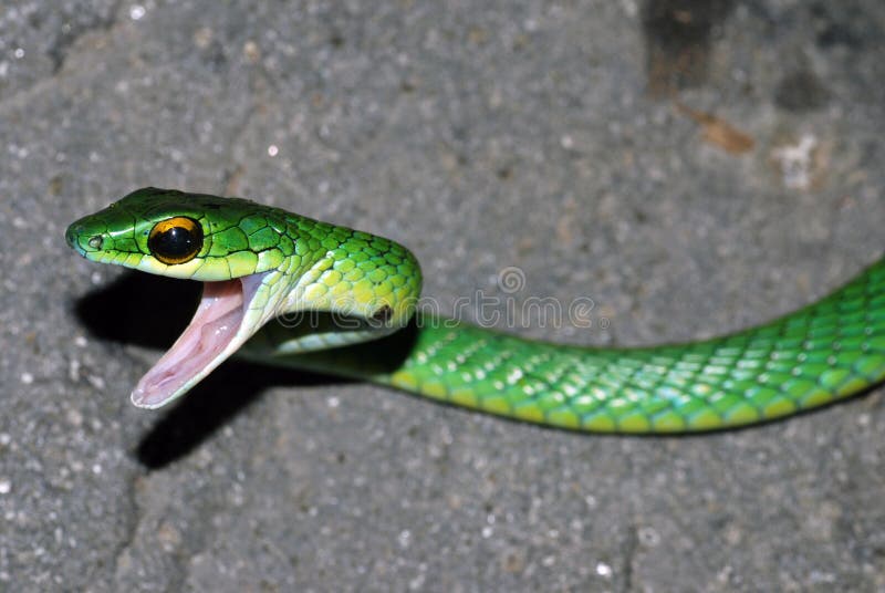 Boze Groene Slang in Costa Rica Stock Foto - Image of schaal, groot ...