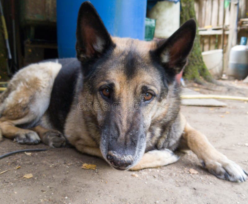 Boze Duitse Herder Dog on Training Elzassisch Wolf Dog Stock Foto ...