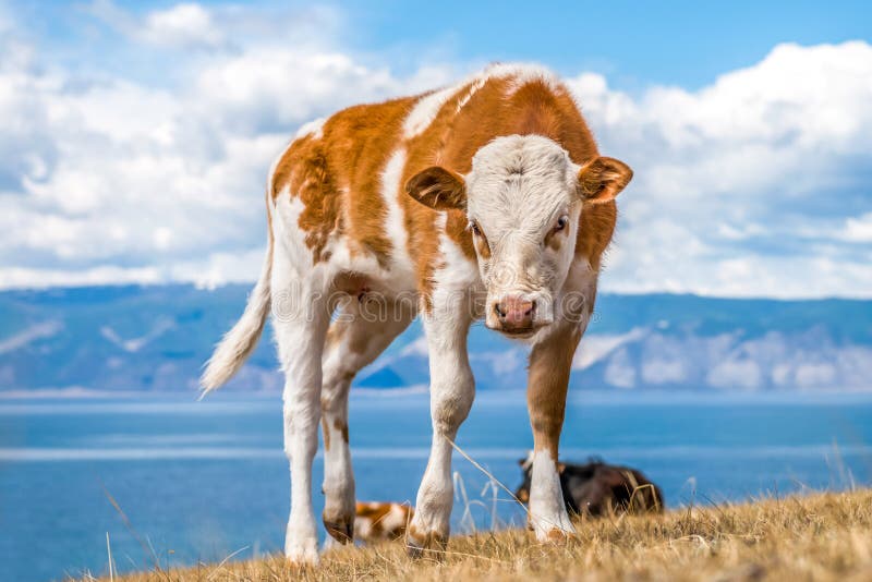 Boze Jonge Rode Koe Met Witte Vlekken Stock Foto - Image of gebied ...