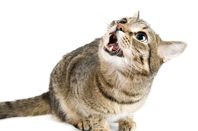 Boze kat stock afbeelding. Image of achtergrond, laag - 10595677