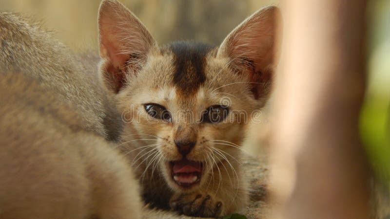 Boze Kat stock foto. Image of tonen, poesje, tanden - 114112646