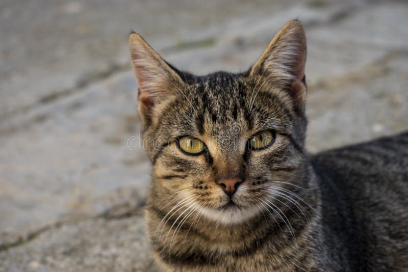 Boze Kat stock foto. Image of gezicht, kijk, ogen, ligt - 131796406