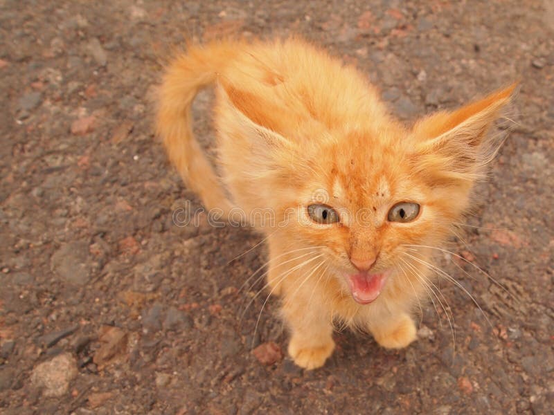 Boze kat stock foto. Image of bont, gember, expressief - 20682892