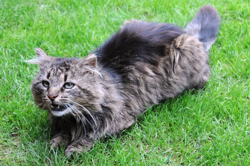 Boze zwarte kat stock afbeelding. Image of grunge, portret - 13955309