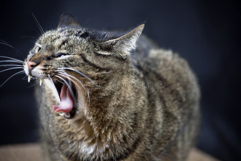Rode Boze Mooie Perzische Kat Op Een Oranje Achtergrond Stock ...