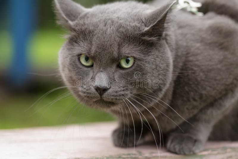 Boze Cat Defending Territory Stock Afbeelding - Afbeelding bestaande ...