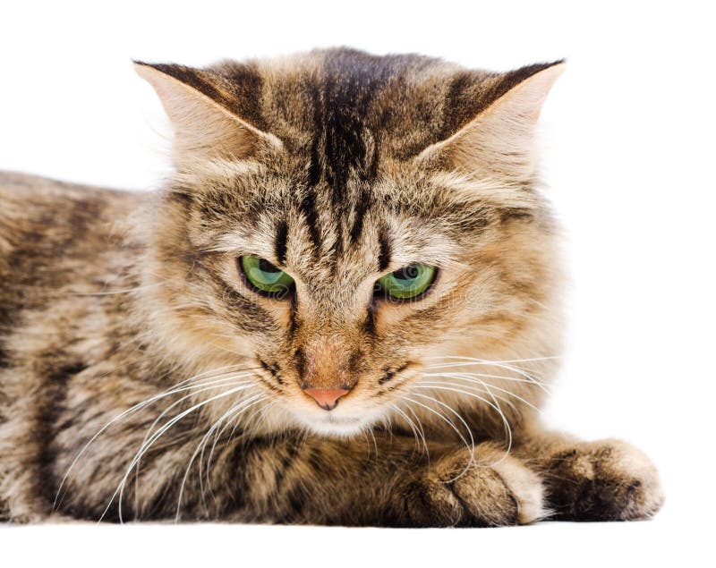 Boze Kat Op Witte Achtergrond Stock Foto - Image of neus, emotie: 8384258