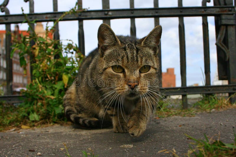 Boze katten stock foto. Image of boos, mooi, huisdier, zoet - 121926