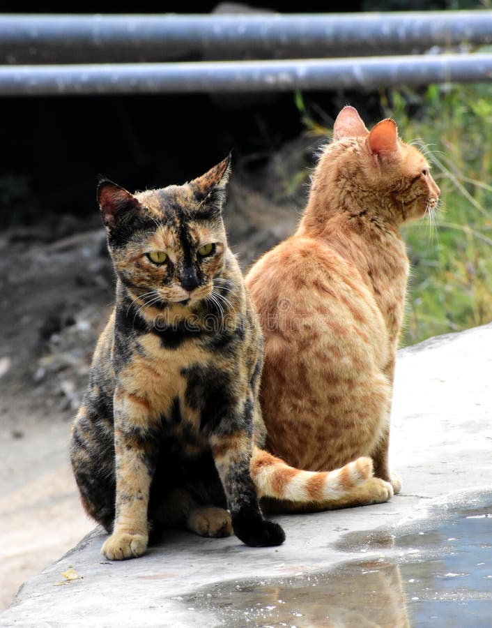 Twee boze katten stock foto. Image of huisvesting, dieren - 44290534
