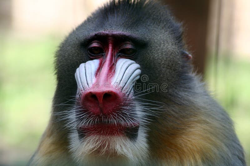 Boze mandril stock foto. Image of mandrillen, wild, polen - 920734