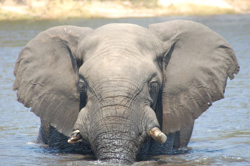 Boze olifant stock foto. Image of slager, afrika, boos - 12552526