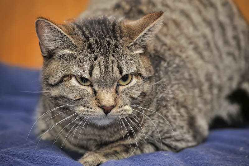 Boze gestreepte katkat stock afbeelding. Image of volwassen - 33681179