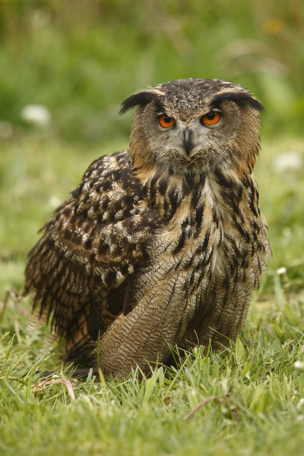 De uil in de dag met kooi stock foto. Image of kooi - 110761122