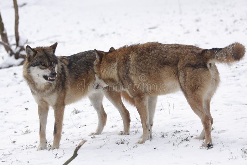 Boze wolf stock foto. Image of zoogdier, wolf, winter - 18076302