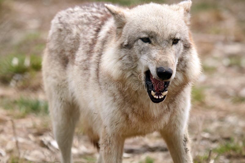 Boze Wolf stock afbeelding. Image of buiten, carnivoor - 9078515