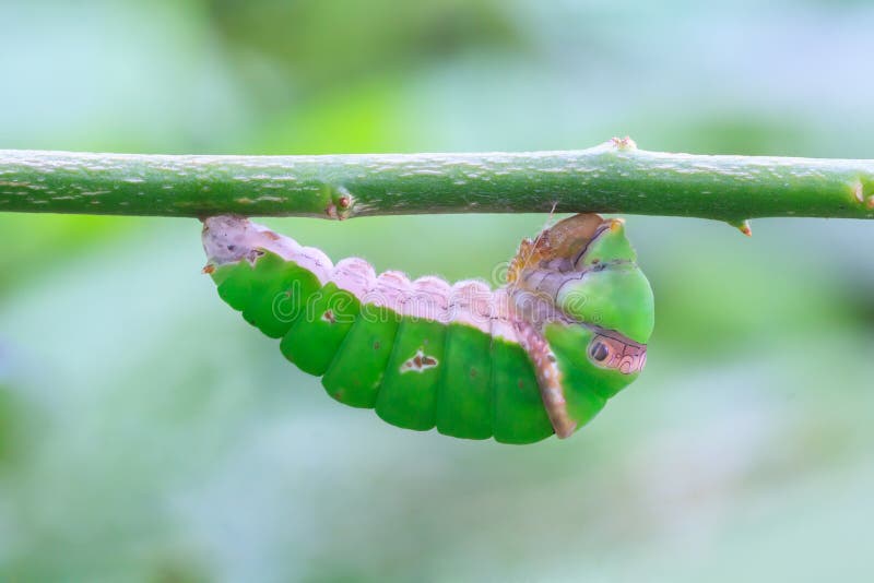Bozzolo Comune Della Farfalla Della Calce Fotografia Stock - Immagine ...