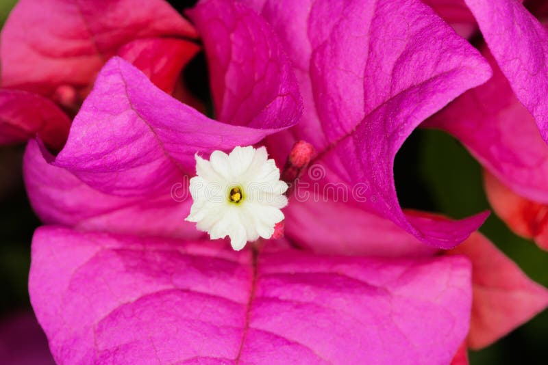 Brácteas Y Flor Del Glabra De La Buganvilla Foto de archivo - Imagen de ...