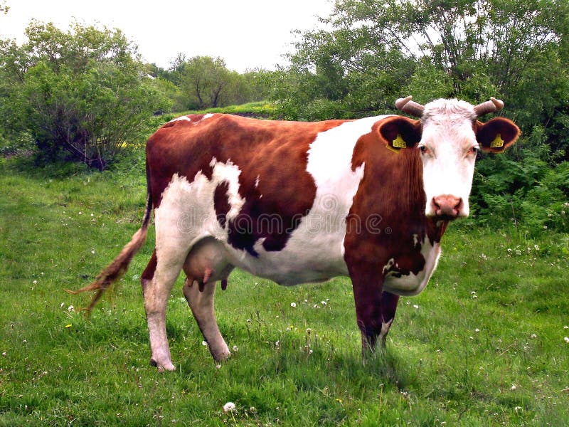 Br?zowa Krowa White Obraz. Obraz: 82989040