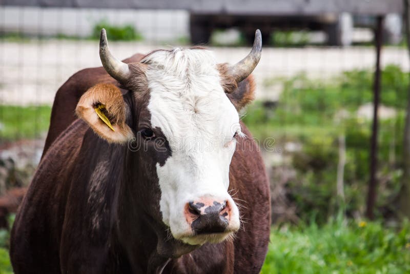 Br?zowa Krowa White Obraz. Obraz: 82989040