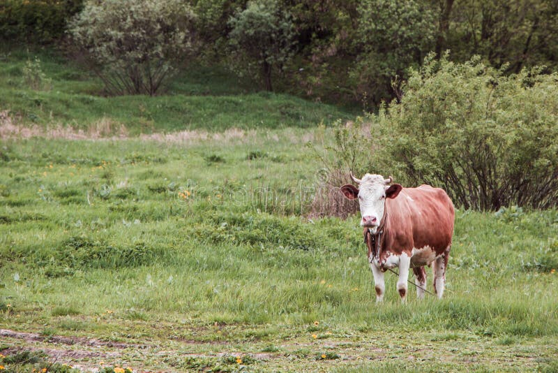 Br?zowa Krowa White Obraz. Obraz: 82989040