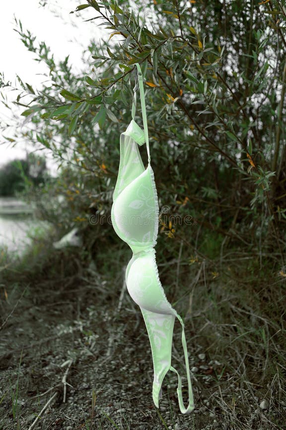 Bra in the tree stock photo. Image of cloth, wood, white - 47197226