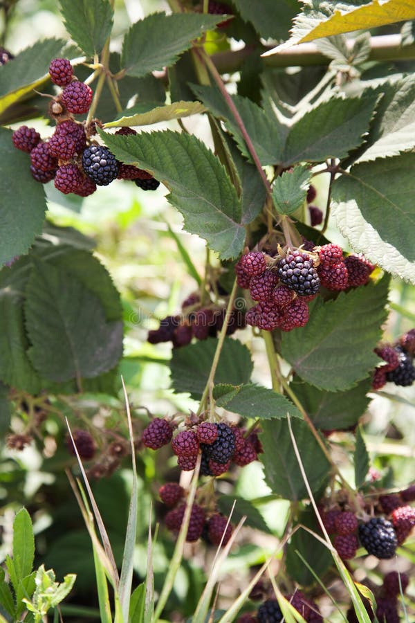 Braam stock foto. Image of organisch, groei, struik, macro - 26138942