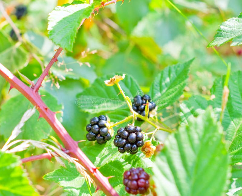 Braam stock foto. Image of plukken, purper, buiten, framboos - 26796126
