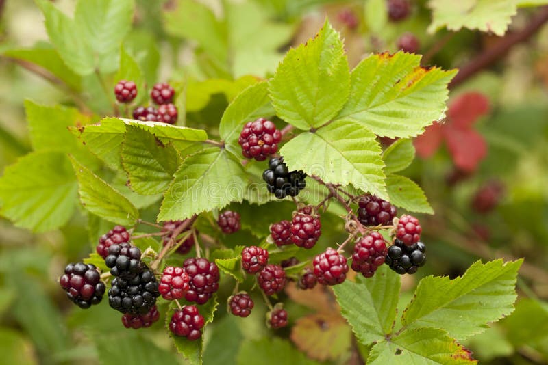 Braam - blad stock afbeelding. Image of struik, thee - 11662437