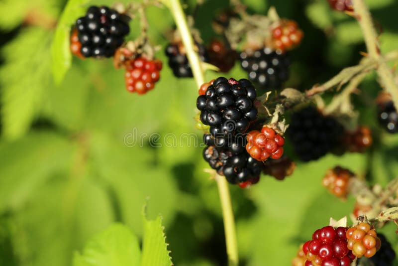 Braam stock afbeelding. Image of struik, sappig, organisch - 64454157