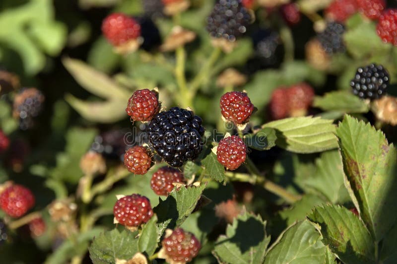 Bos Van De Rijpende Braambes in Een Tuin Stock Afbeelding - Image of ...