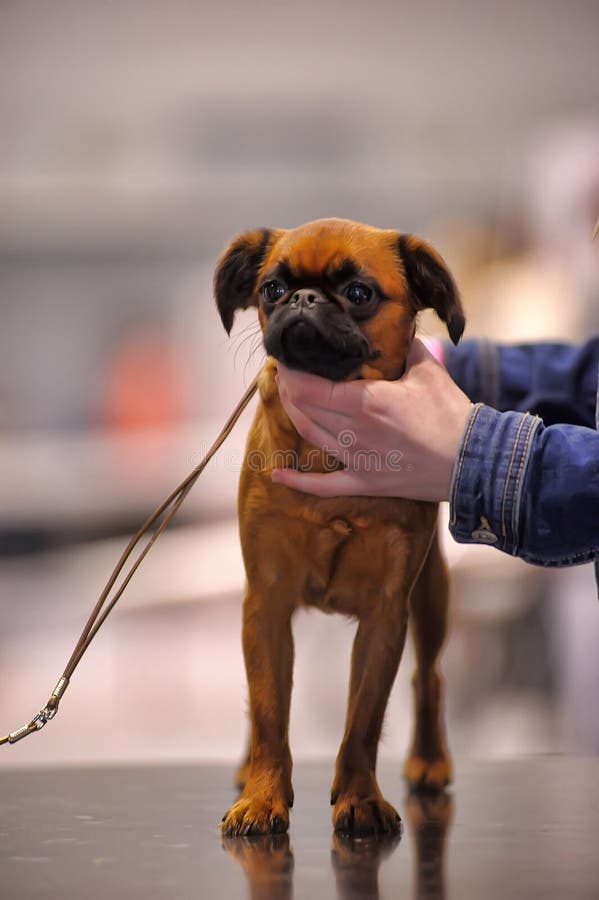 Brabant Griffon stock image. Image of female, science - 40245903