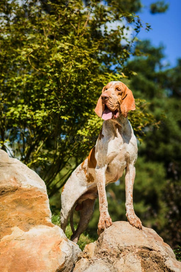 Bracco Italiano Pointer Male Standing on Rock Stock Photo - Image of ...
