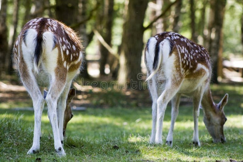 Brache-Rotwild stockfoto. Bild von hupe, zufuhr, wald - 5478334