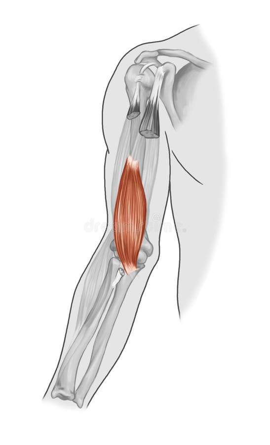 Brachialis muscles stock illustration. Illustration of human - 27797939
