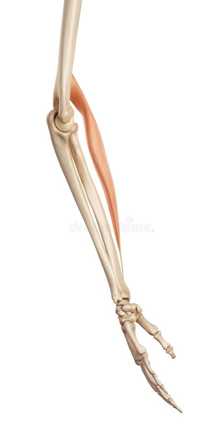 The brachioradialis stock illustration. Illustration of side - 56286099