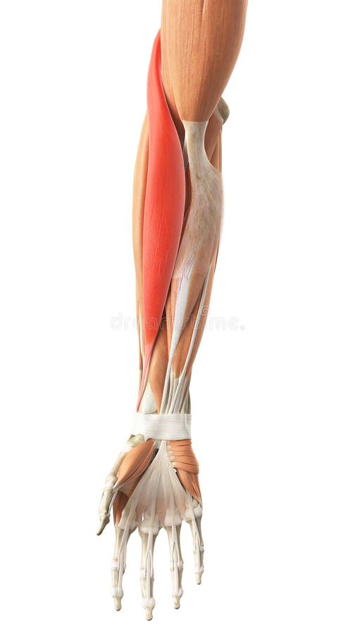 The brachioradialis stock illustration. Illustration of brachioradialis ...